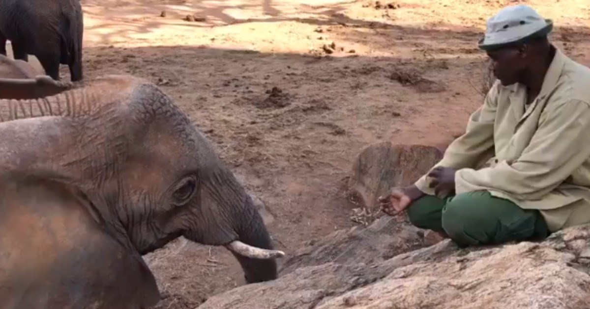 Slonica iz divljine došla u sklonište čovjeku koji ju je spasio da mu ...