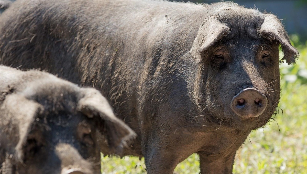 Slavonska crna svinja - Najnovije i najčitanije vijesti - Index.hr