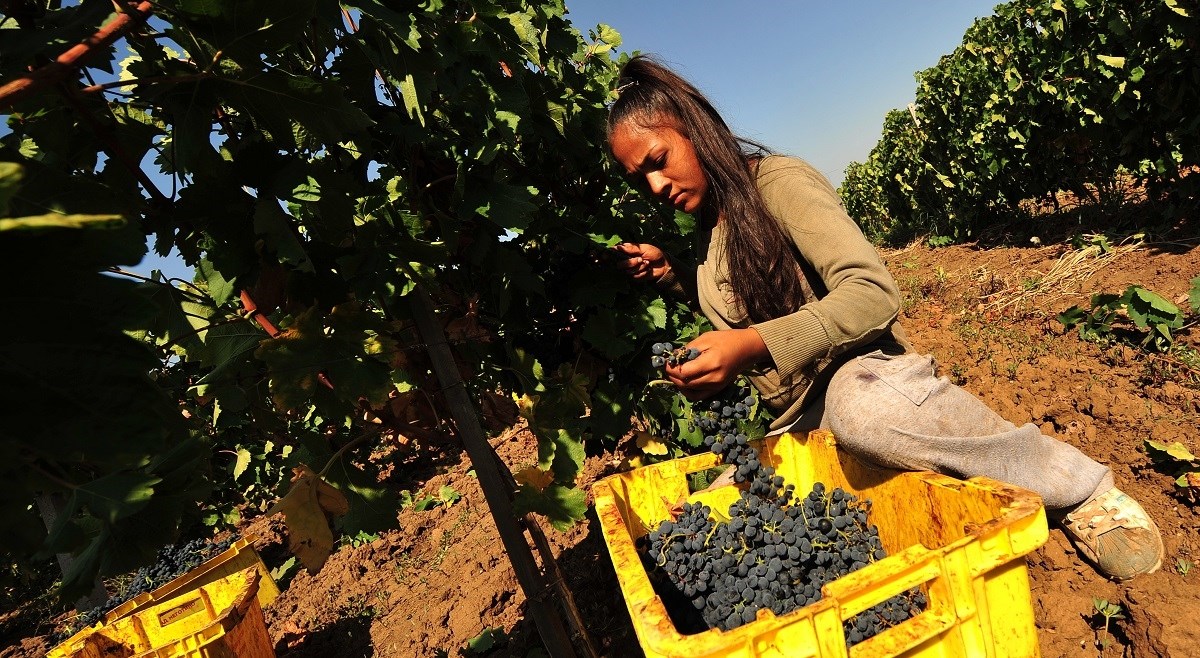 Klimatske promjene donijele tektonske poremećaje u proizvodnji hrane u ...