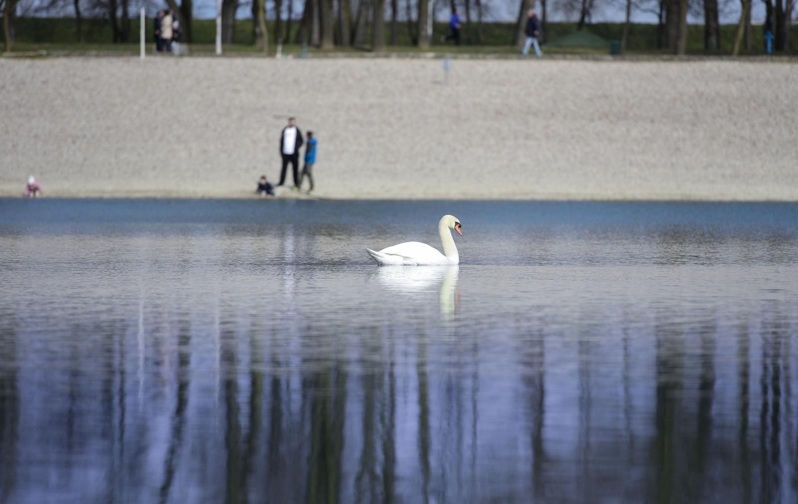 Labud na Jarunu uživa u sunčanom danu, ne smetaju mu ni prolaznici ...