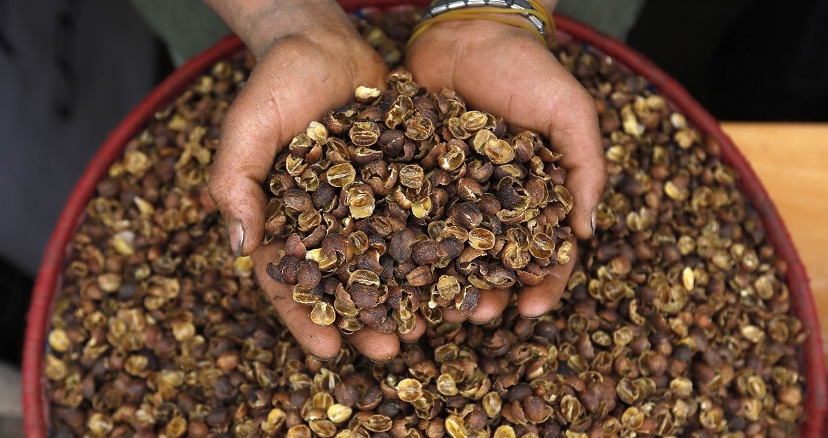 Venezuela se nada kako će joj nova sorta specijalne kave olakšati ...