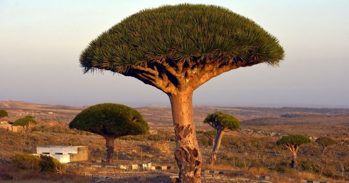 Ovo drvo raste samo na jednom mjestu na svijetu. Prijete mu klimatske ...