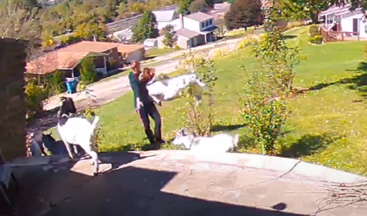 Koza skočila i rogovima udarila ženu u lice - Index.hr