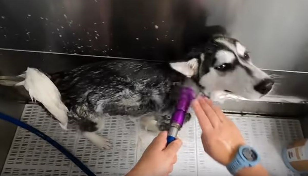 Mali haski obožava pričati, ali mrzi kupanje i to je svom njegovatelju ...