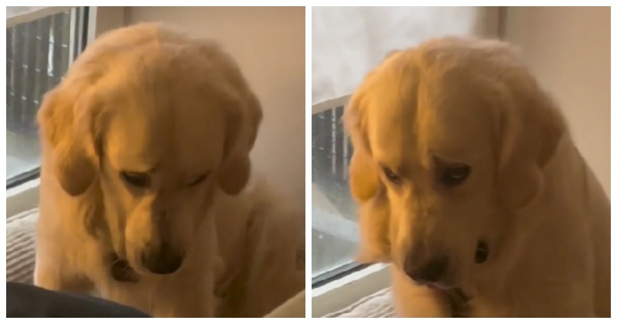 19 milijuna pregleda: Zabranili psu da skoči na djeda i baku, njegov ...