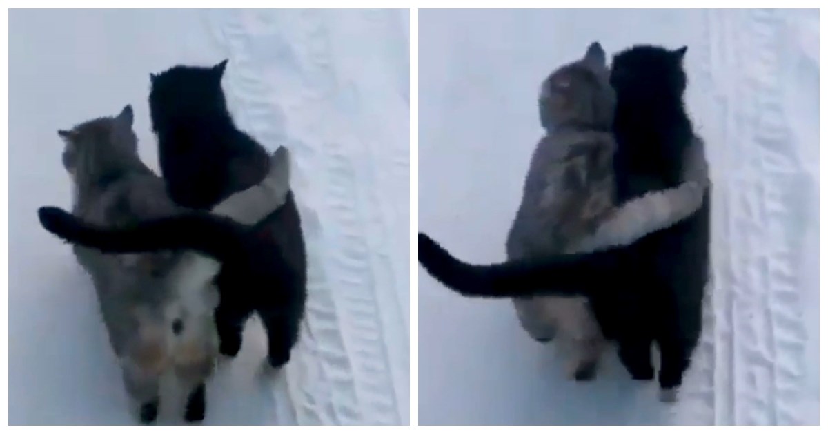 Pogledajte urnebesni video mačaka koje hodaju skupa i grle se repovima ...