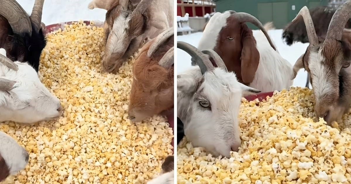 Tri milijuna pregleda: Vlasnik ranča počastio životinje kokicama - Index.hr