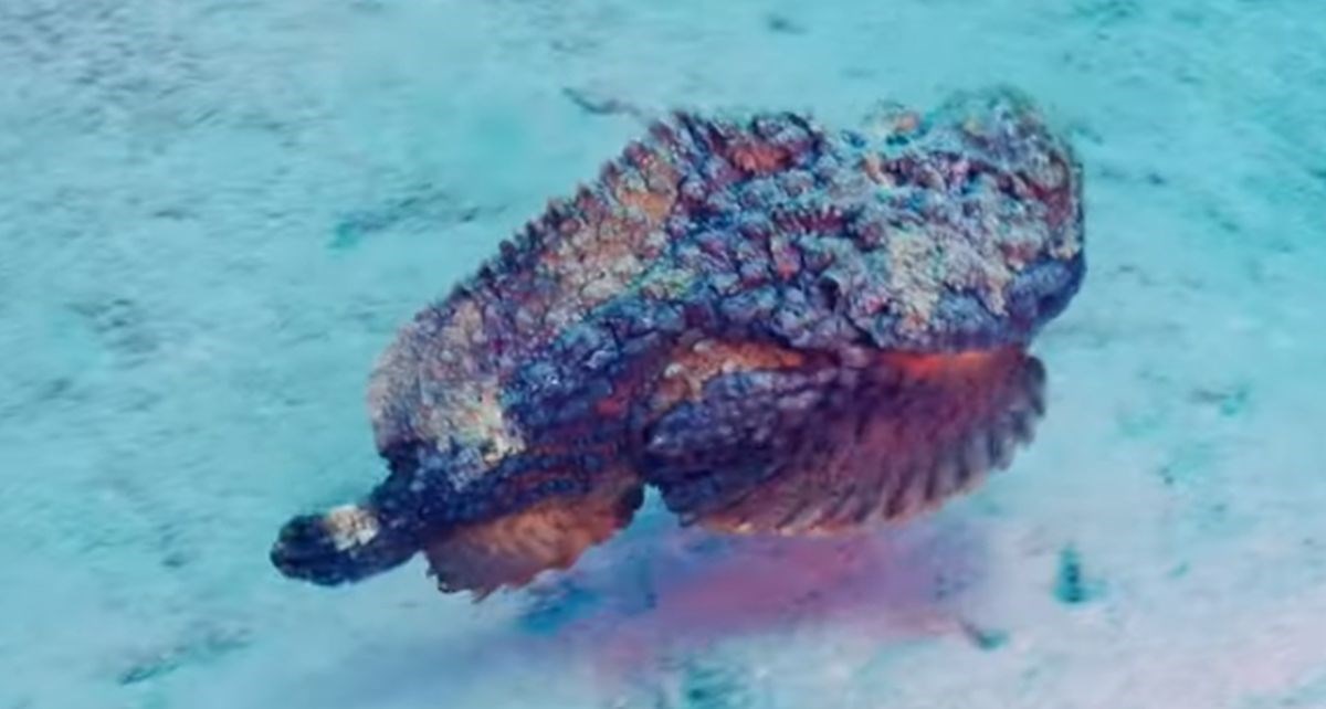 kamena riba - Najnovije i najčitanije vijesti - Index.hr