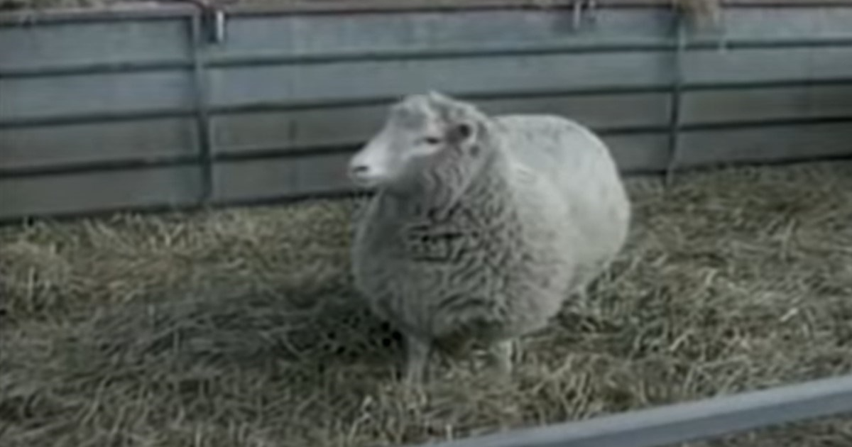 Prije 25 godina svijet je šokirala vijest o kloniranju ovce Dolly ...