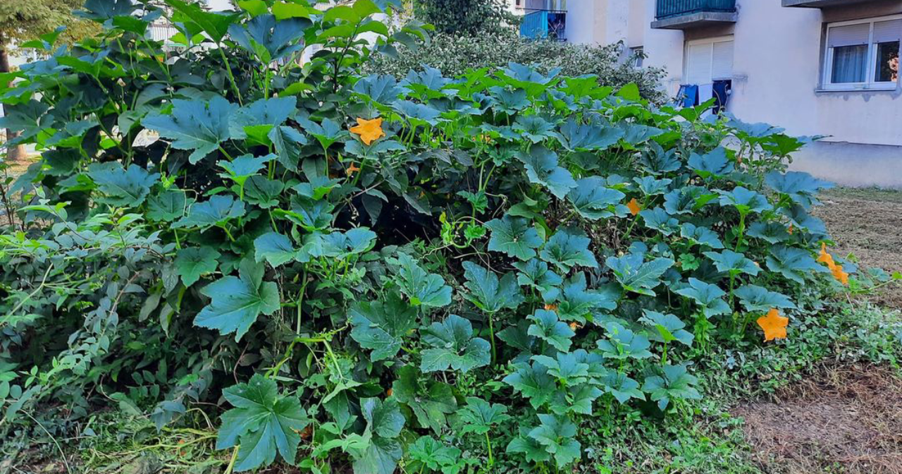 Ne raste samo trava u Zagrebu: U parku u Prečkom izrastao grm tikvica ...