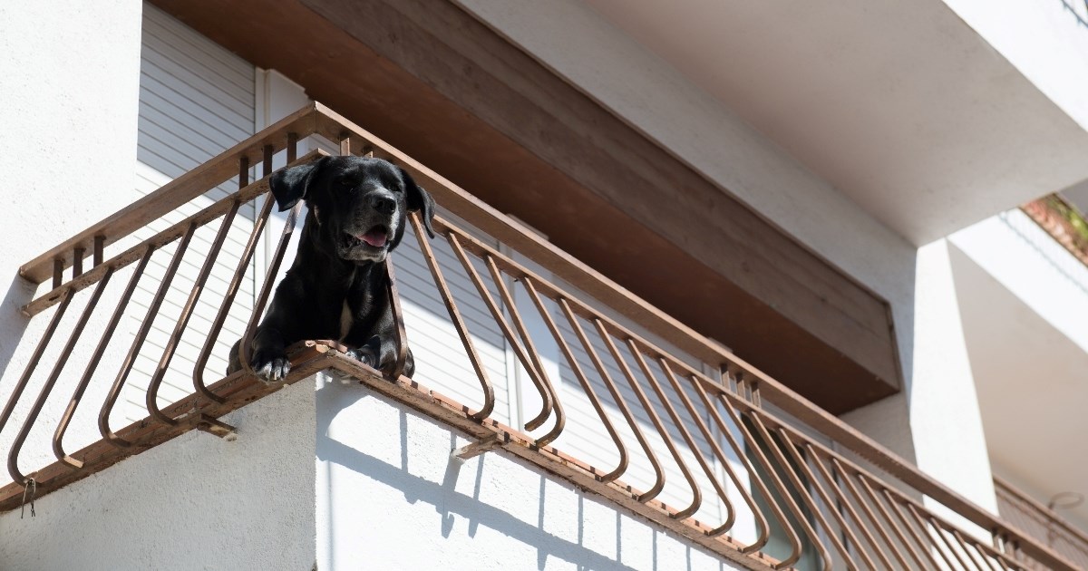 Predstavnica stanara prijeti susjedi: U stanu je dozvoljeno držati samo ...