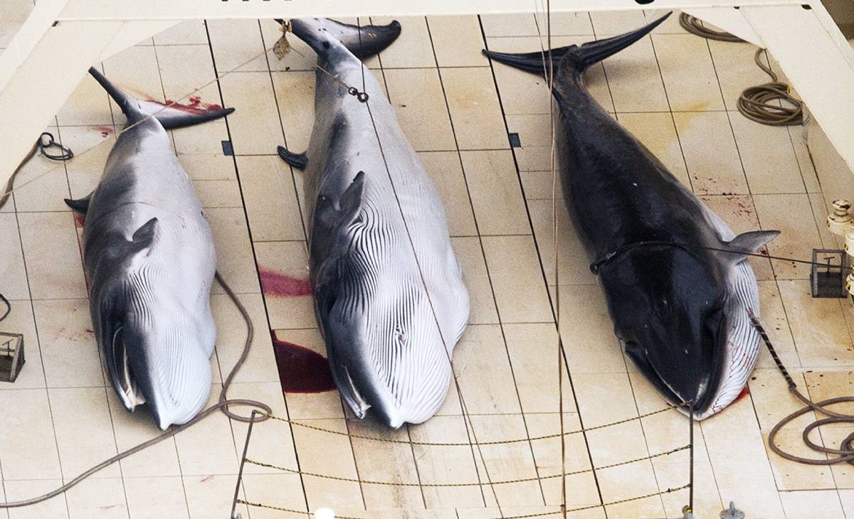 U Japanu nakon 30 godina ponovno dozvoljen lov na kitove - Index.hr