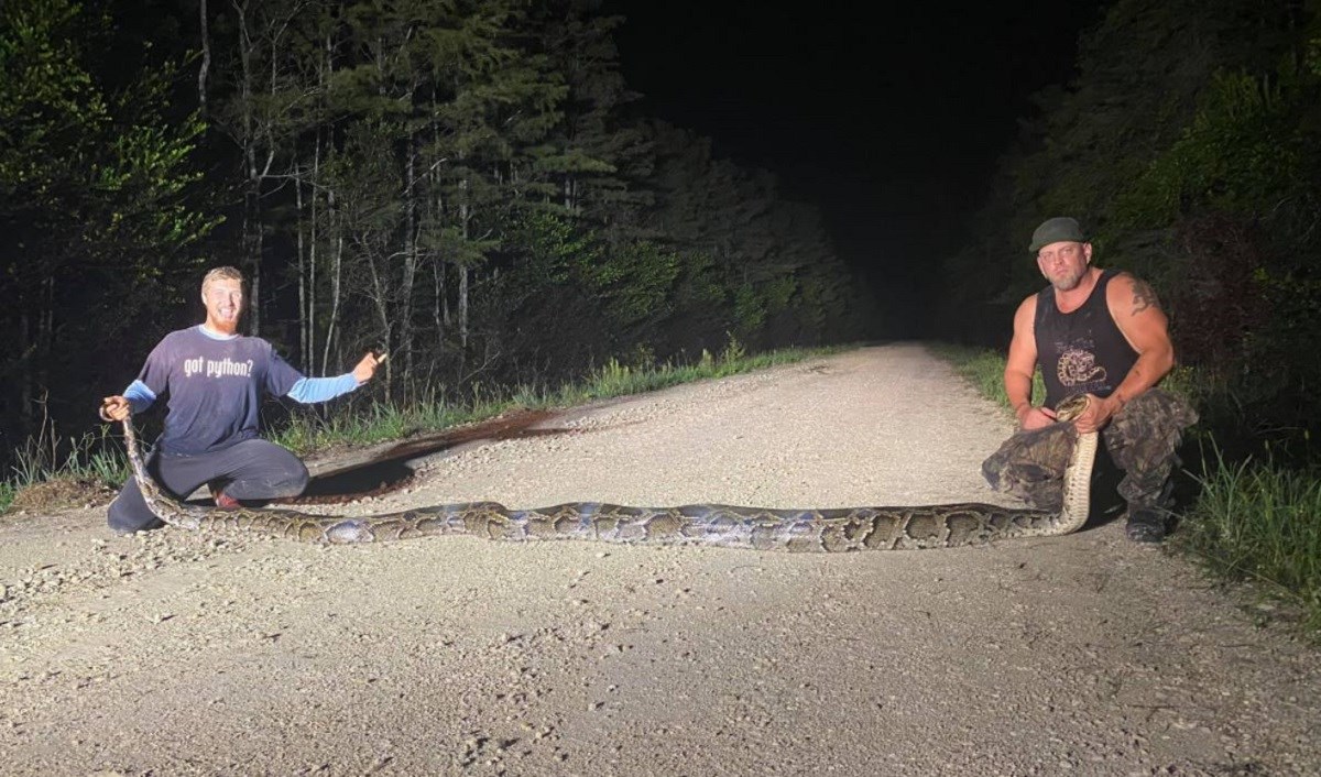 U Floridi uhvaćen piton od rekordnih 5,7 metara - Index.hr