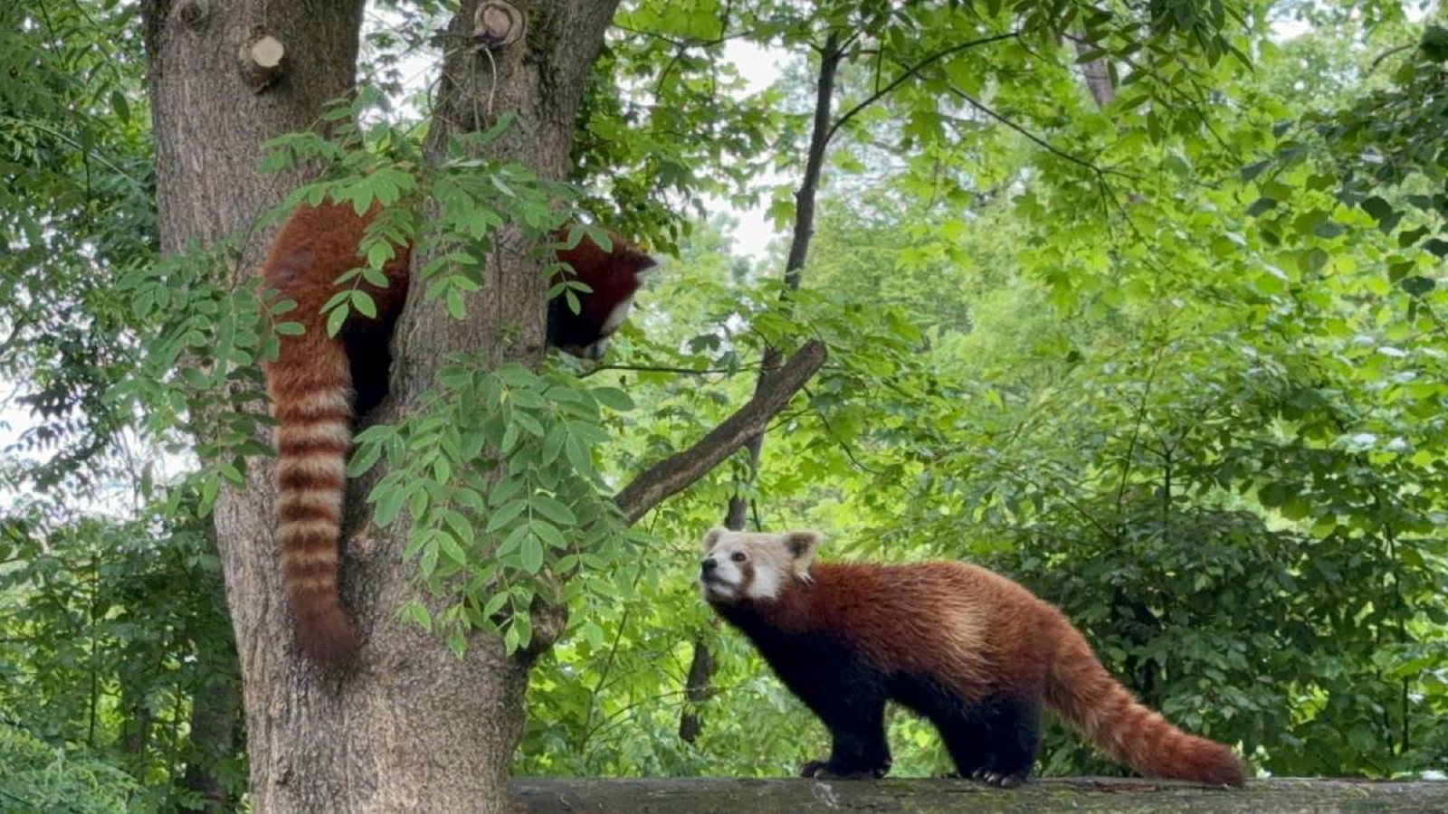Crvena panda Ema u zagrebačkom ZOO-u dobila novog frenda, stigao Ka shi ...