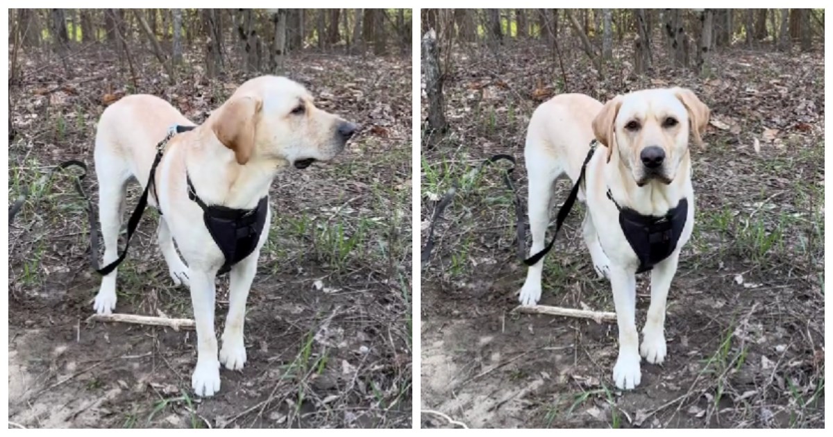 Vlasnici pazili da labrador ne skoči u jezero, no pas krišom otišao ...