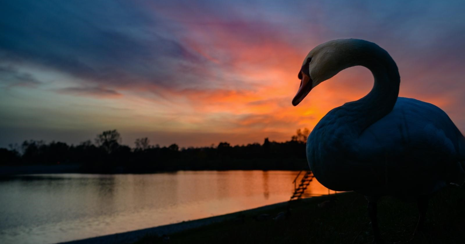Fotka dana: Labud uživa u zalasku sunca na zagrebačkom Jarunu - Index.hr