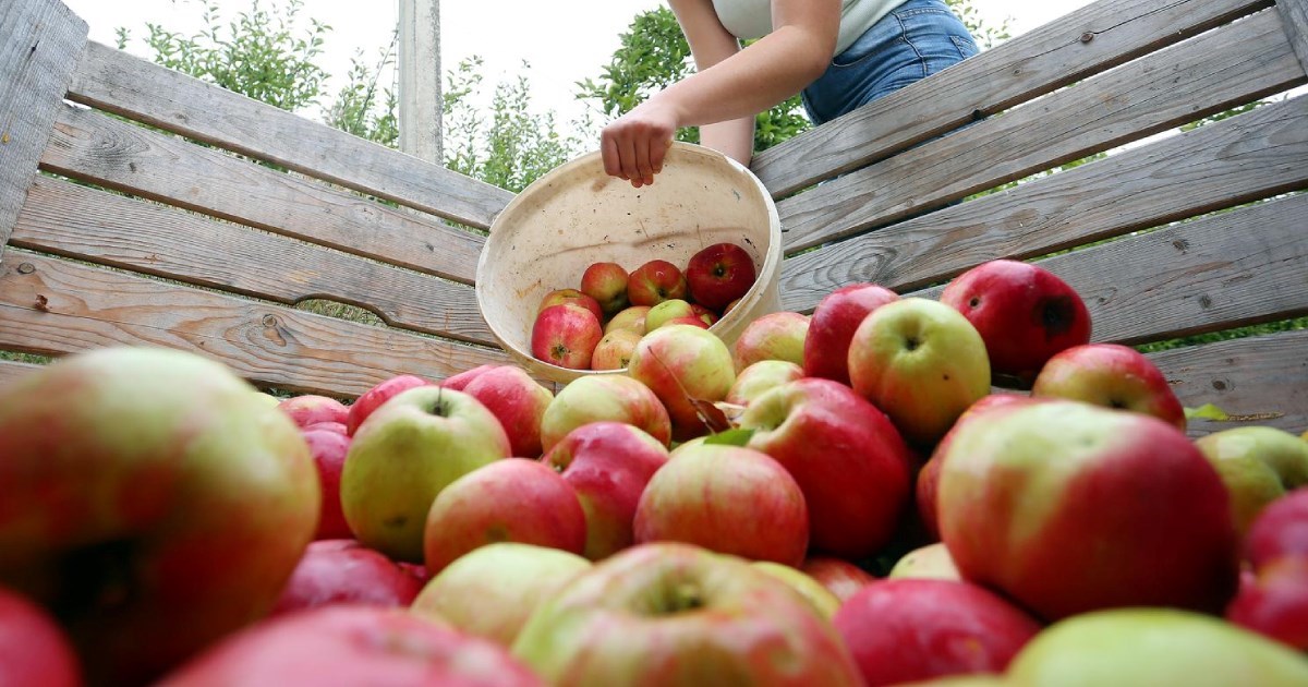 Loše vrijeme ugrozilo ovogodišnji urod jabuka u Njemačkoj - Index.hr