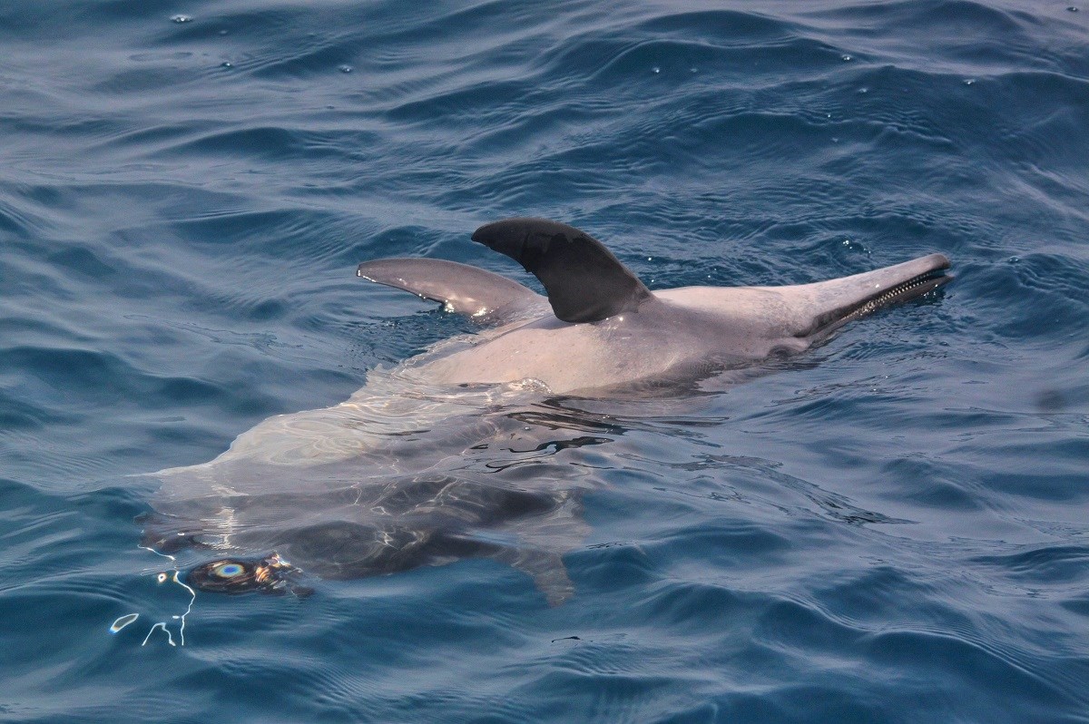 Rat u Ukrajini možda izaziva porast smrtnosti dupina, kažu znanstvenici ...
