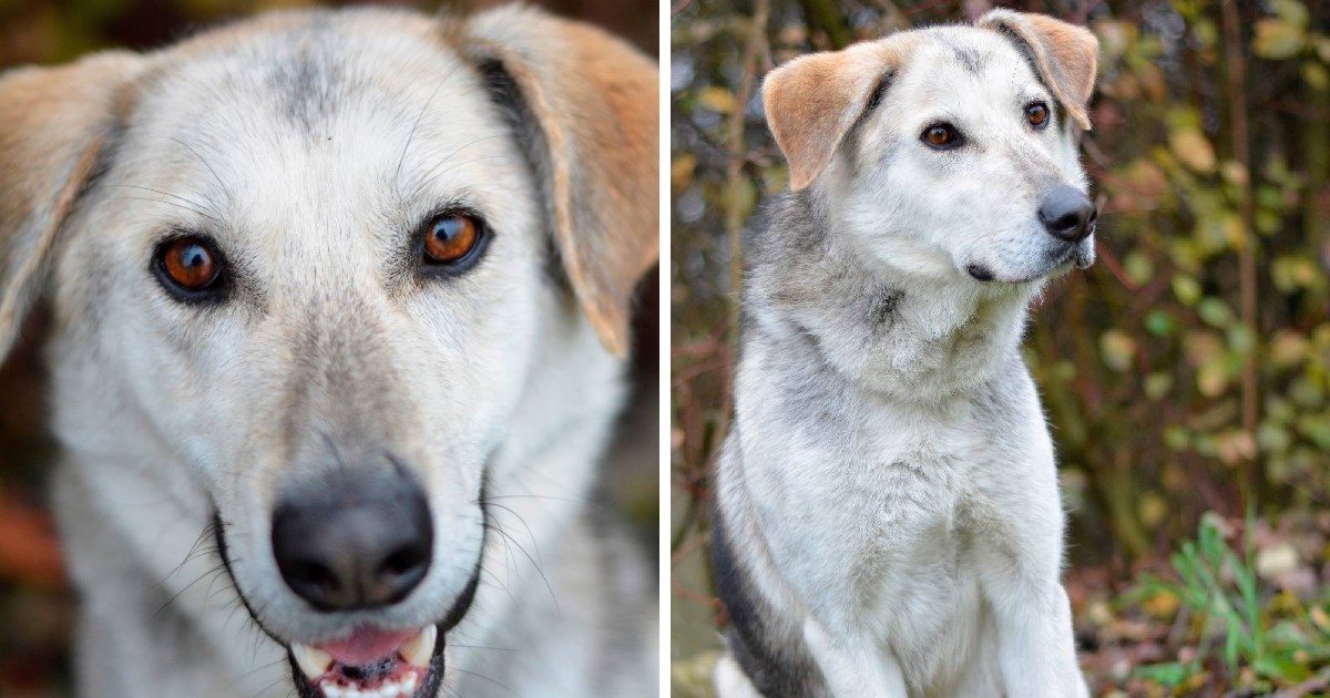 Piro se tri puta vraćao u sklonište. Vrijeme je da pronađe svoj ...