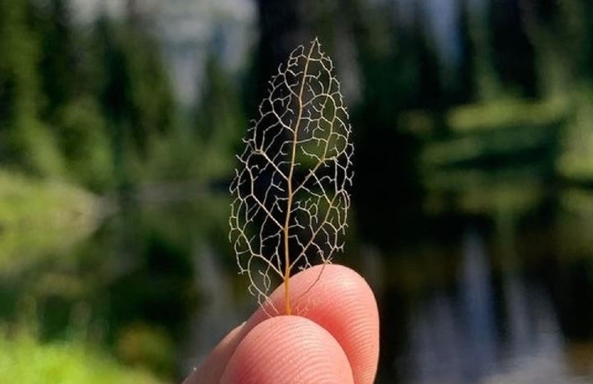 24 rijetke fotografije koje jasno prikazuju kakvo je čudo priroda ...