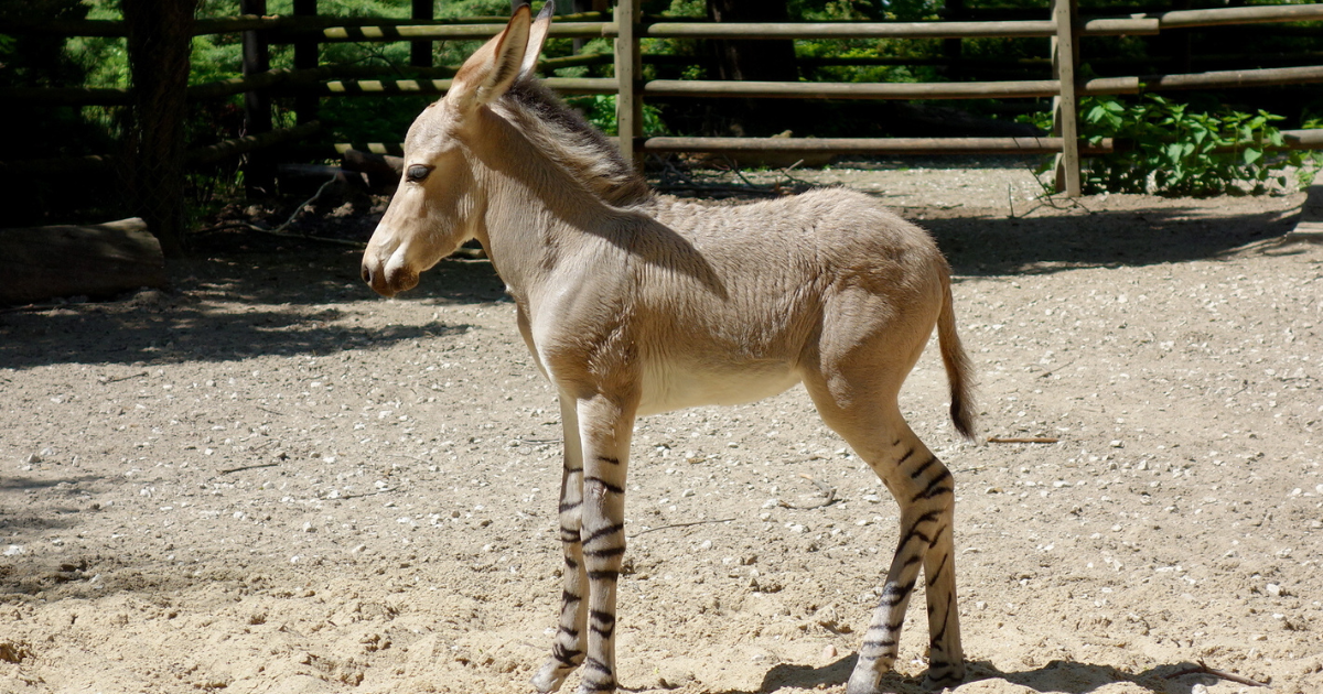 somalijski divlji magarac - Najnovije i najčitanije vijesti - Index.hr