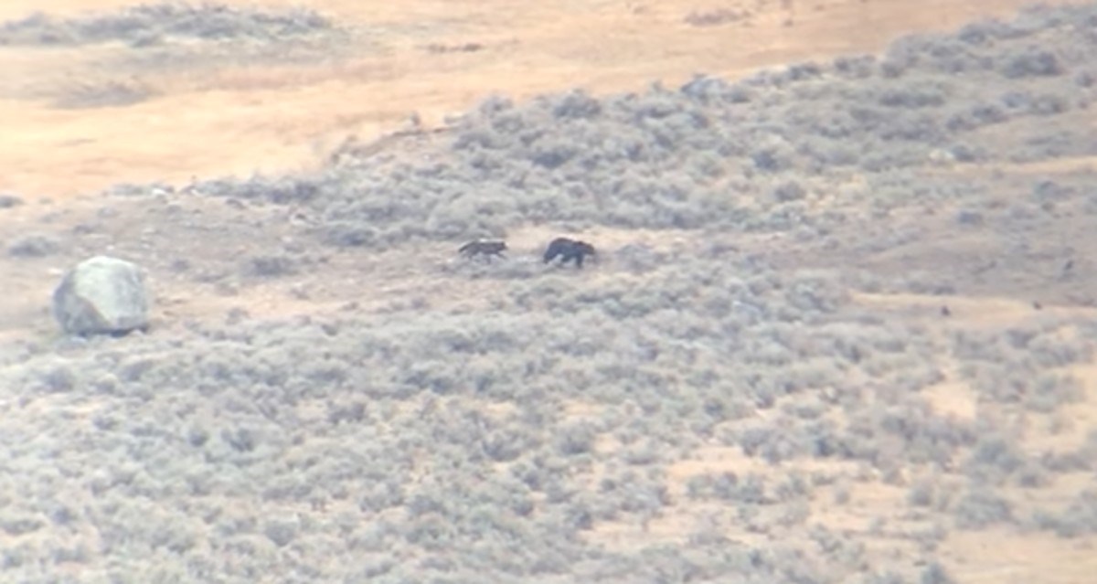 Rijetka scena snimljena u nacionalnom parku. Ovako izgleda ...