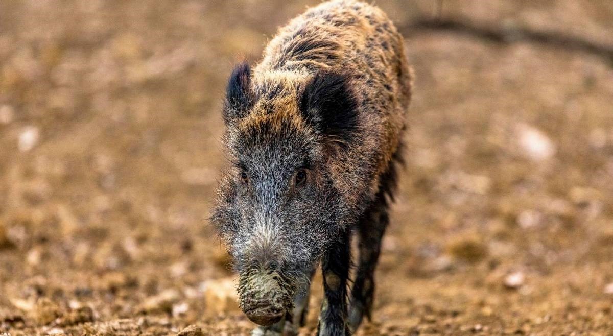 Afrička svinjska kuga stigla u Zadarsku županiju. "Lovci misle da je ...