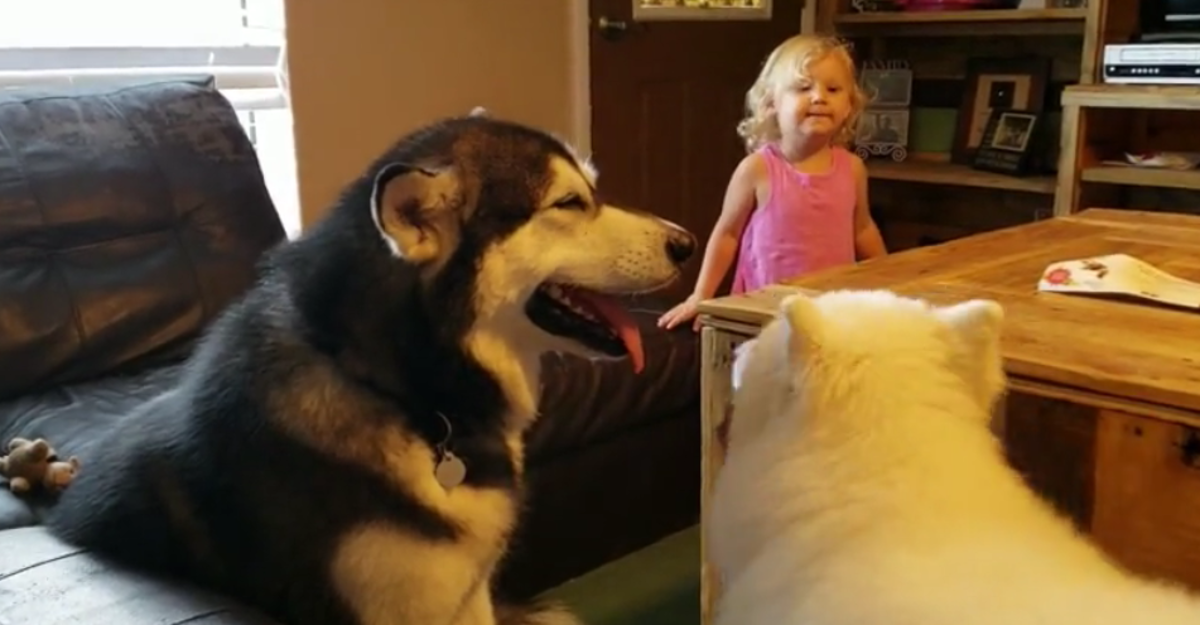 Curici se nije svidjela igra pasa pa je odlučila napraviti reda u kući ...