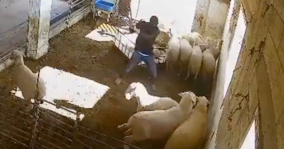 Objavljene nove snimke provale doseljenika na imanje Palestinaca ...