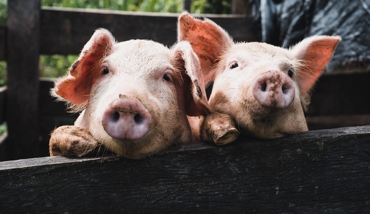 U Hrvatskoj do sada potvrđeno 29 slučajeva afričke svinjske kuge - Index.hr