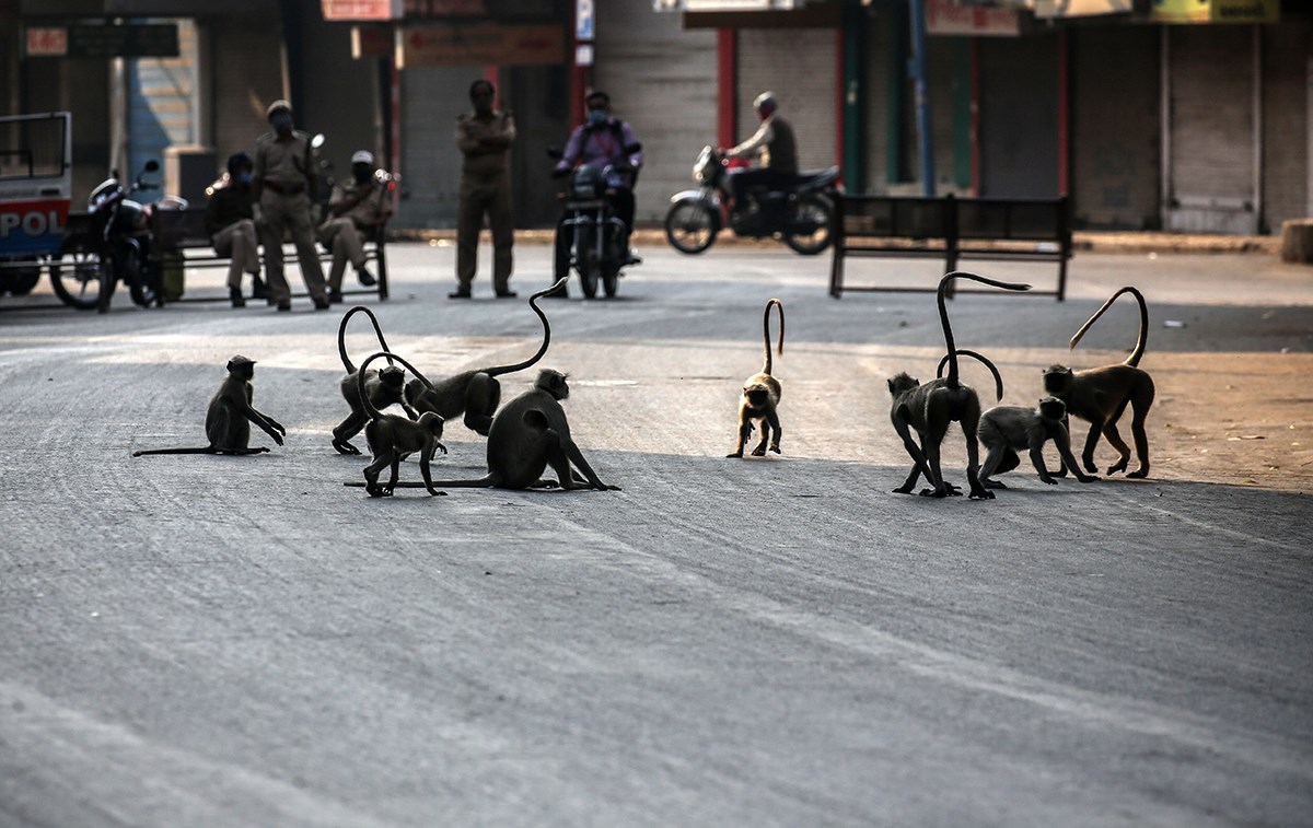 U Indiji majmuni upali ženi u kuću, pala je prilikom bijega i umrla u ...