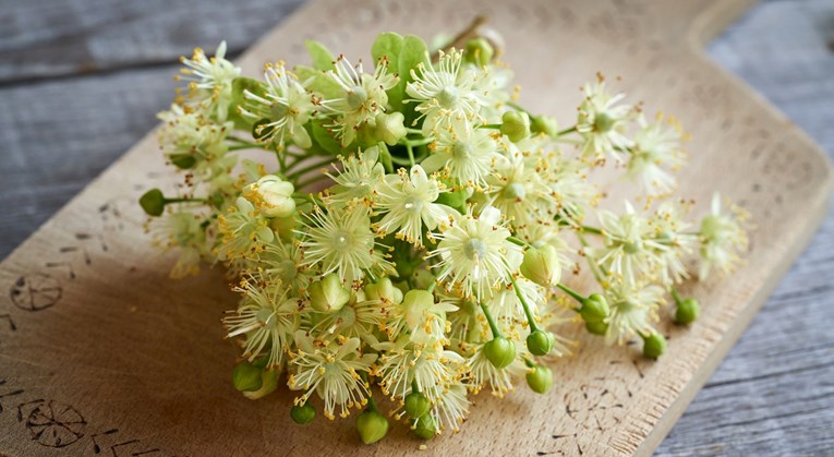 Osušite cvjetove lipe i imat ćete fini domaći čaj cijele godine - Index.hr