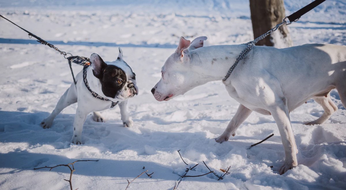 Zbog čega veliki psi imaju manji životni vijek od malih pasa? - Index.hr