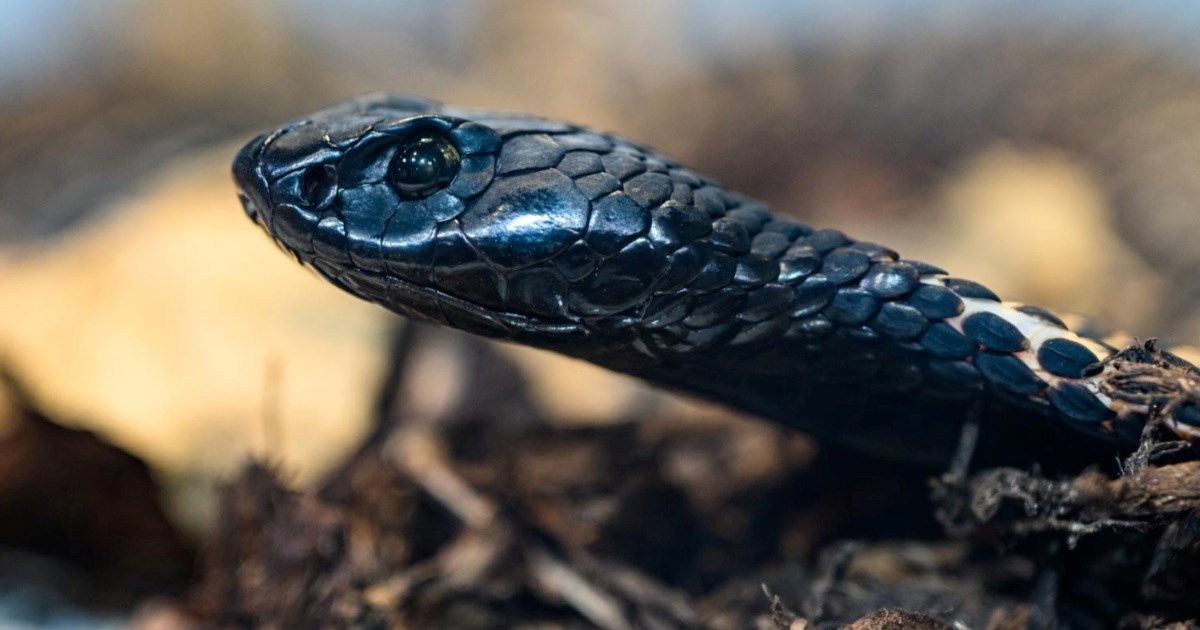 Zmija otrovnica odgodila početak utakmice u Australiji, nije se micala ...