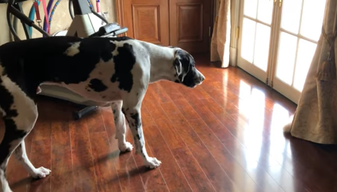 Veliki pas lajanjem naljutio macu pa mu je pokazala tko je gazda - Index.hr