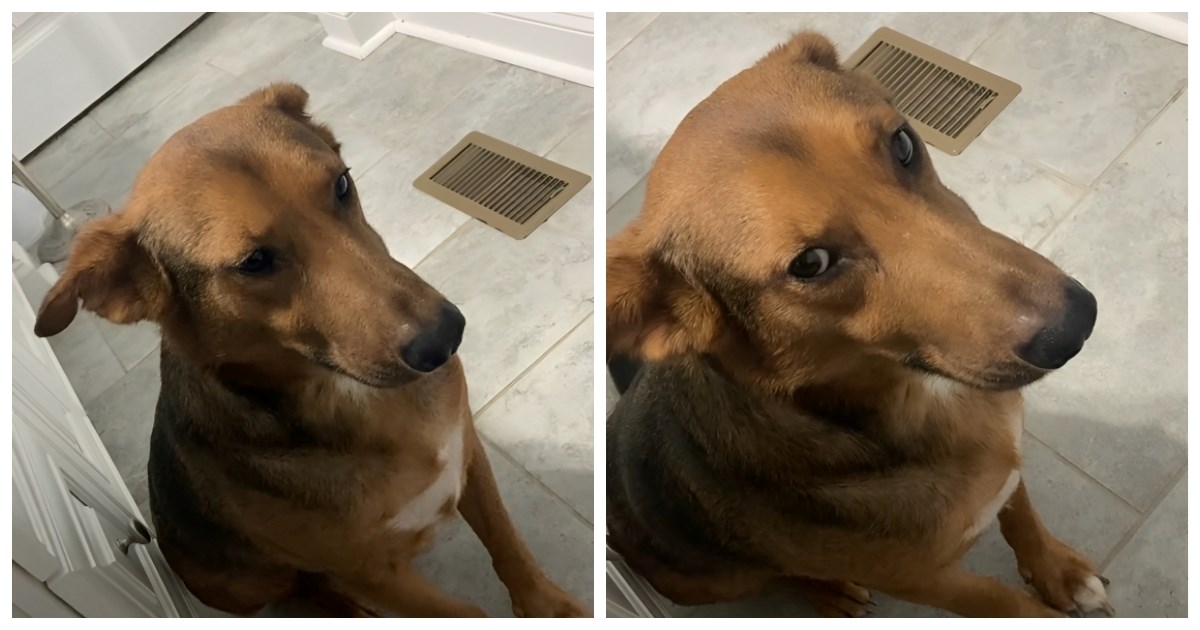 Pas nasmijao milijune svojom reakcijom na kupanje - Index.hr