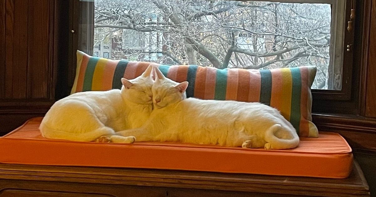 Preslatke mace postale su hit zbog poze u kojoj drijemaju - Index.hr