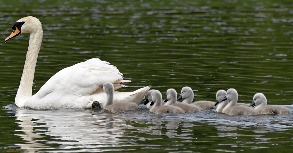 Samohrani tata labud odgaja mladunce nakon što je njegova partnerica ...