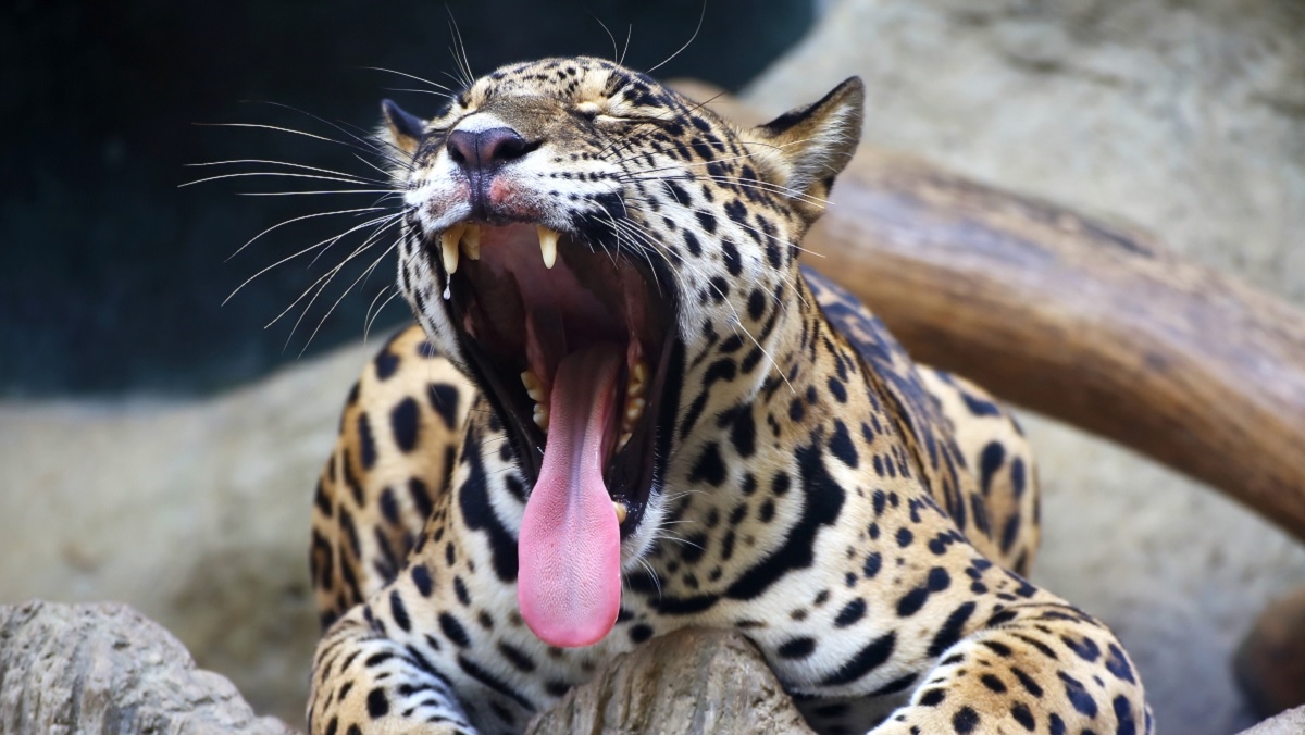U ZOO-u u Vojvodini leopard usmrtio ženku, a zmija majmuna - Index.hr