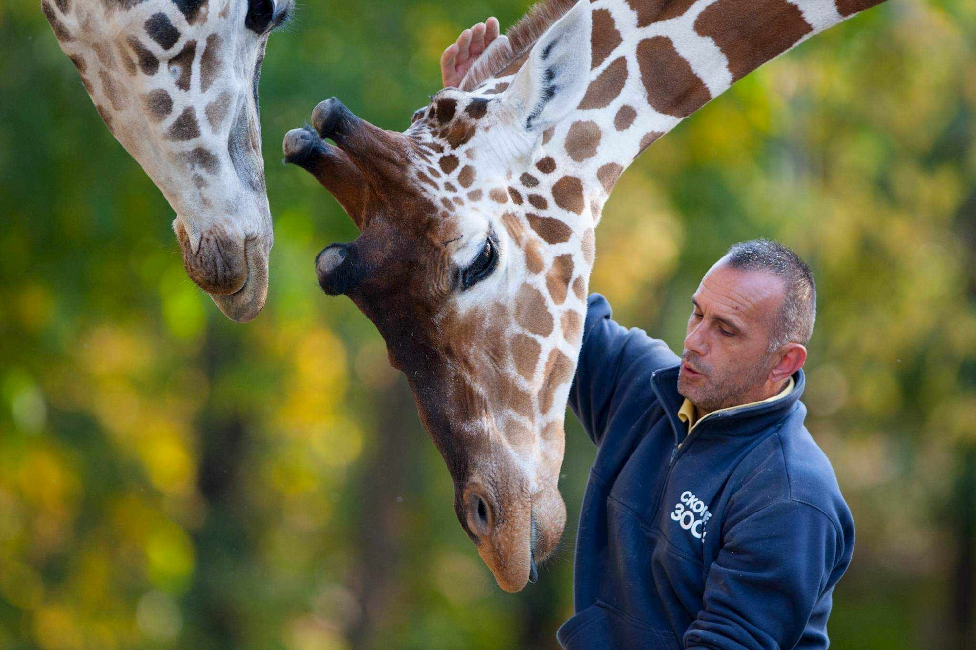 Riste i njegova žirafa o kojoj se brinuo 12 godina umrli su istog dana ...