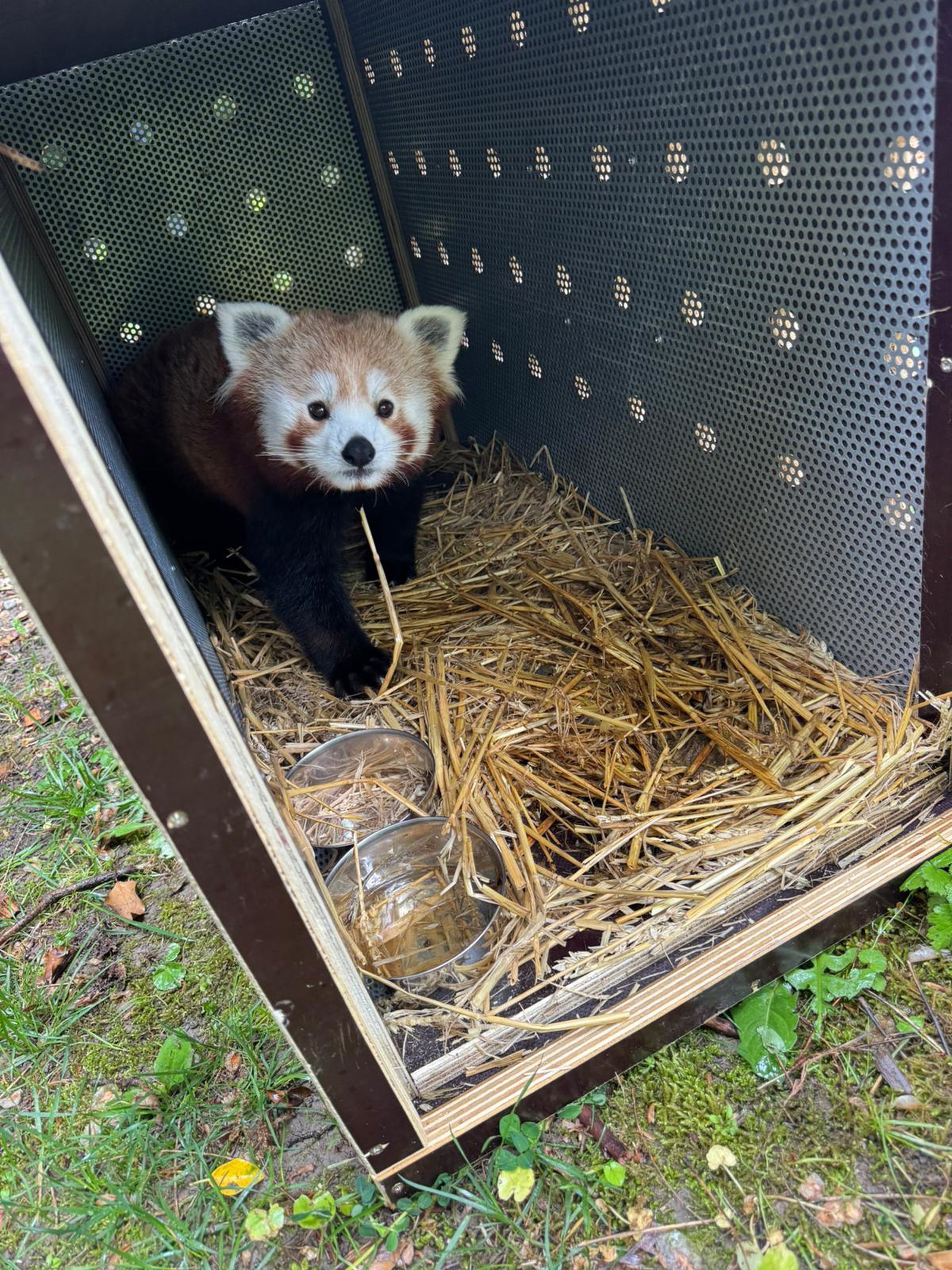 Crvena panda Ema u zagrebačkom ZOO-u dobila novog frenda, stigao Ka shi ...