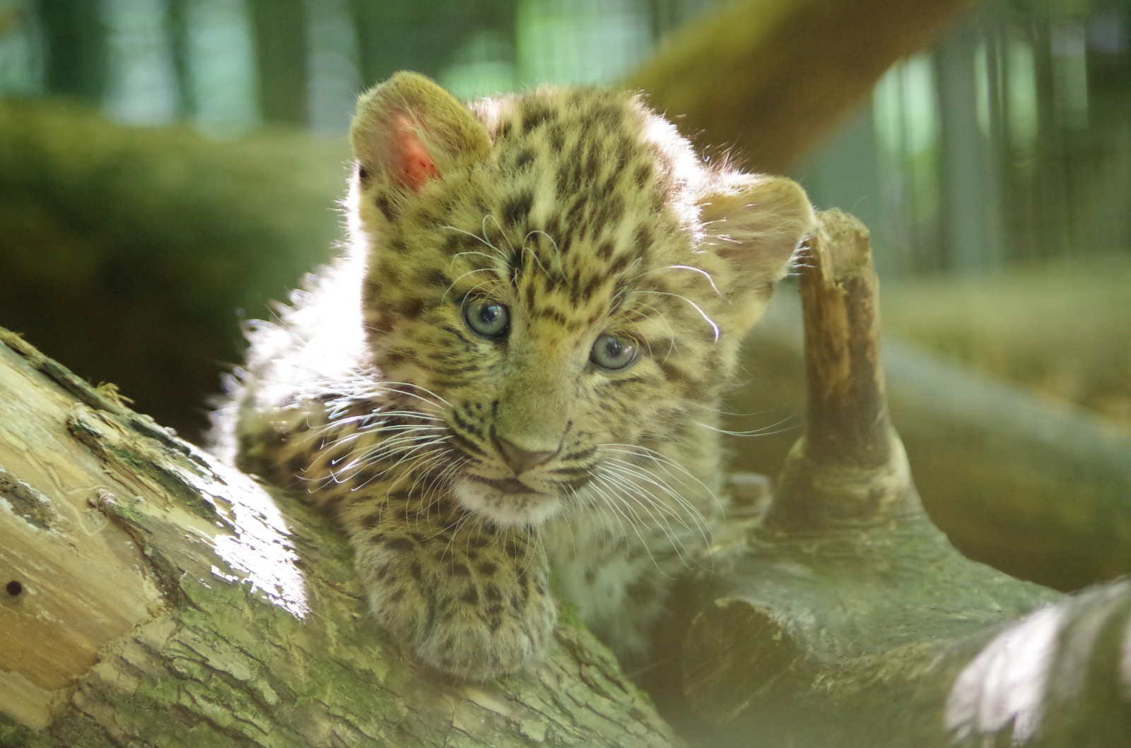 U zagrebačkom ZOO-u su se okotila prva dva kineska leoparda u Europi ...