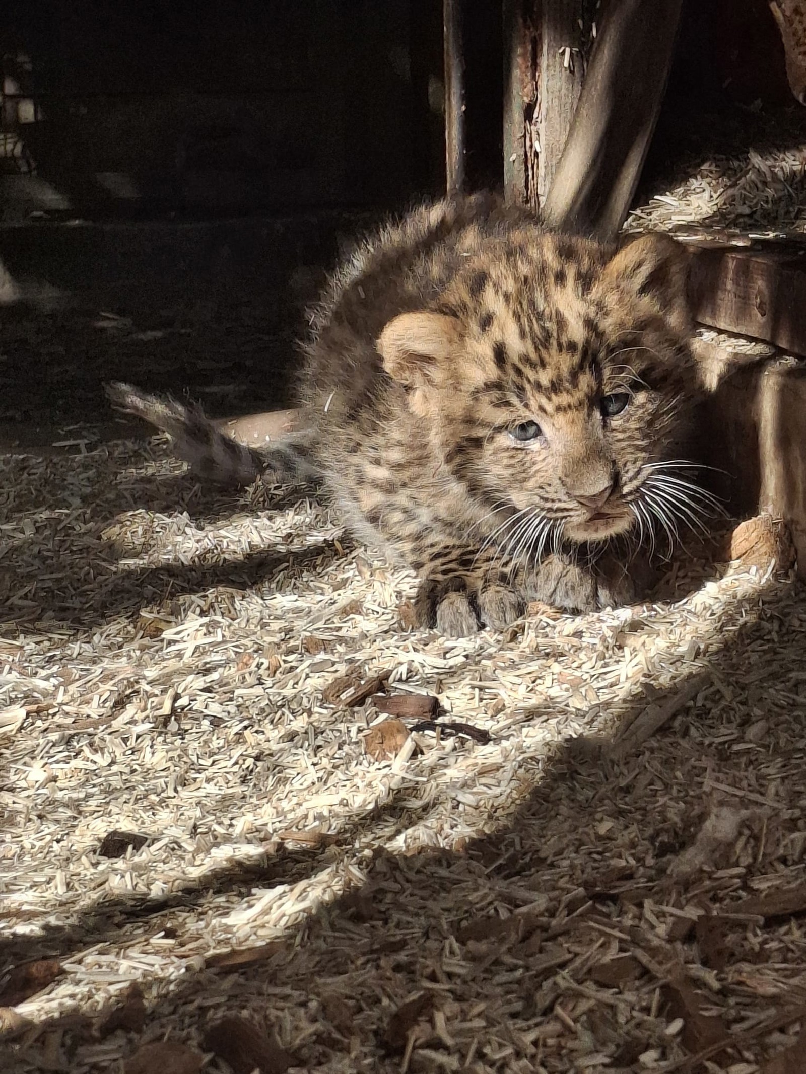 U zagrebačkom ZOO-u su se okotila prva dva kineska leoparda u Europi ...