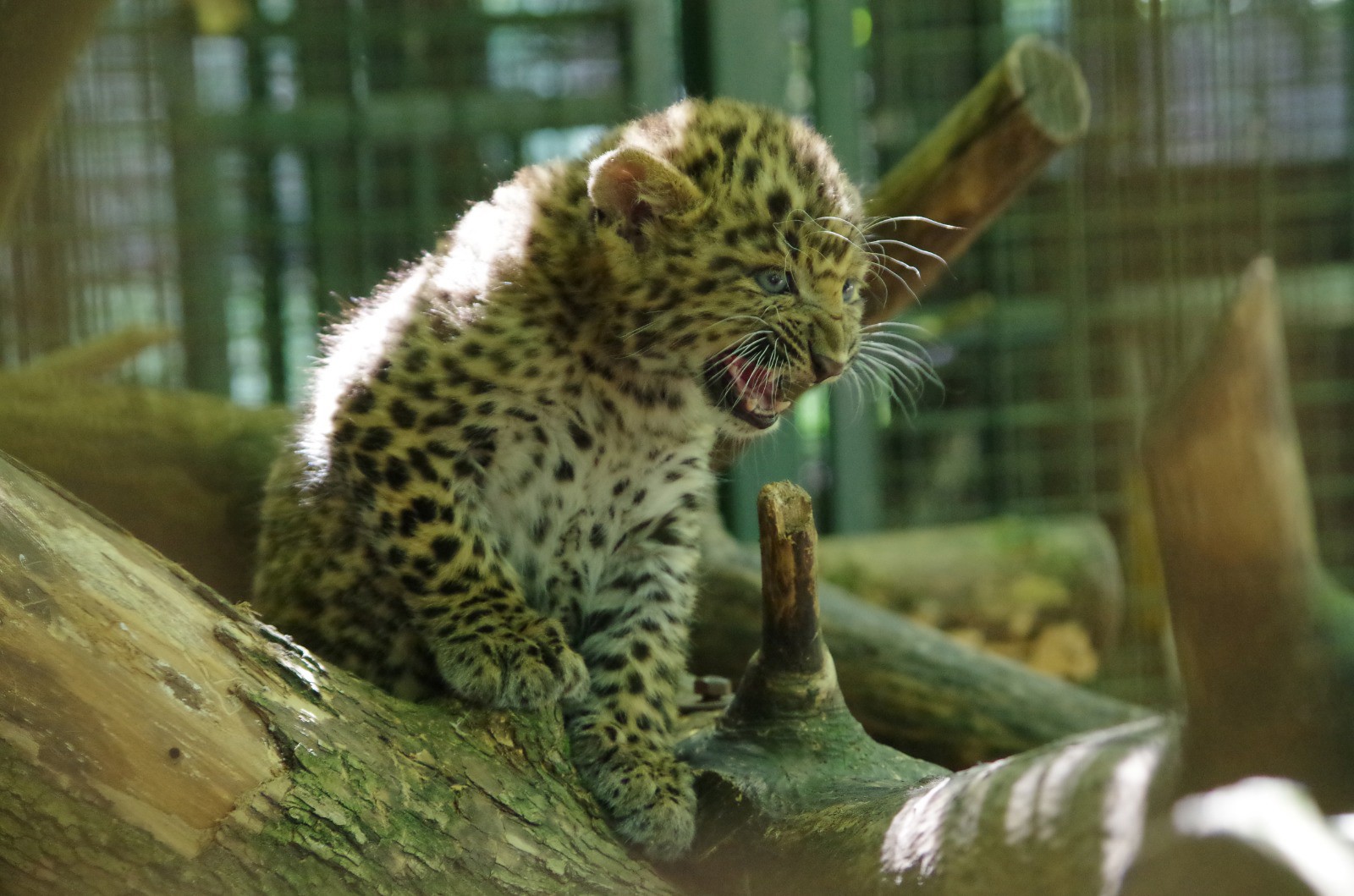 U zagrebačkom ZOO-u su se okotila prva dva kineska leoparda u Europi ...
