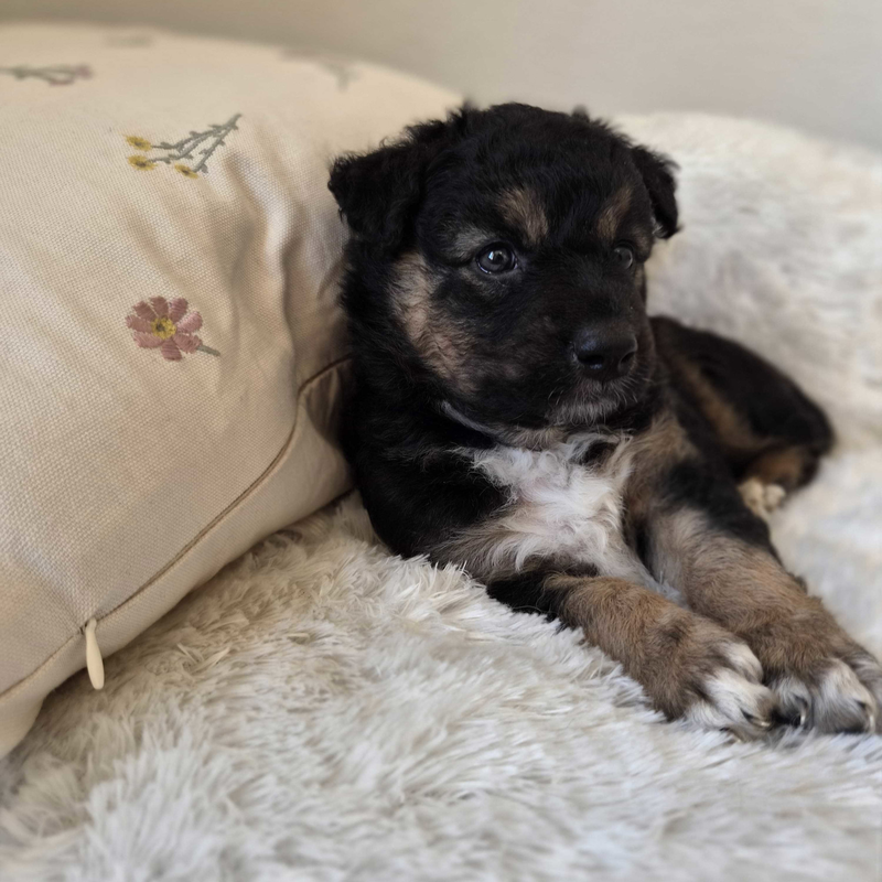 Pet štenaca pronađeno je kraj groblja u Biogradu na Moru. Sada traže ...