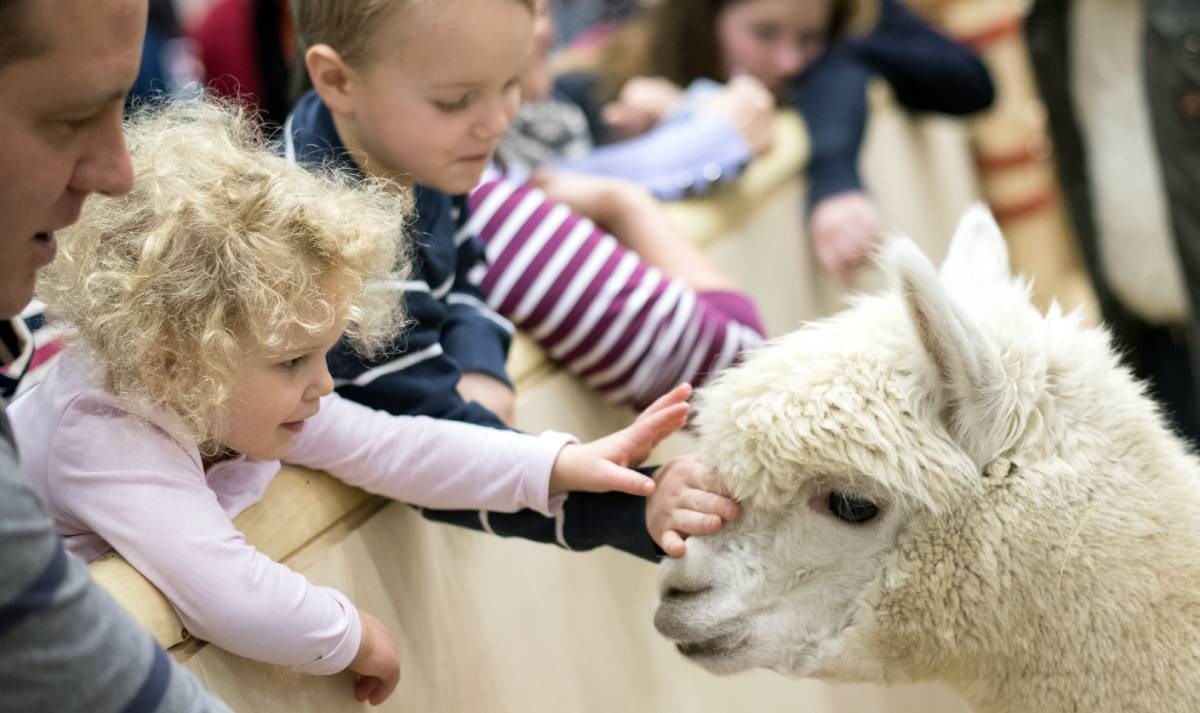 Drevni narod Perua čupao srca djeci i ljamama u masovnom žrtvovanju ...