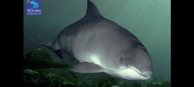 Cuvierov kljunasti kit - Najnovije i najčitanije vijesti - Index.hr