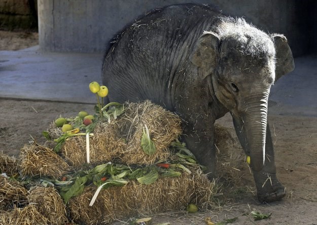 Slon kojeg su jahali turisti umro je od iscrpljenosti - Index.hr