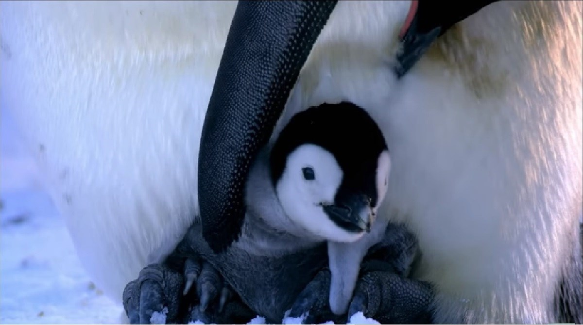 Katastrofa na Antarktici: 40 000 pingvina umrlo od gladi - Index.hr