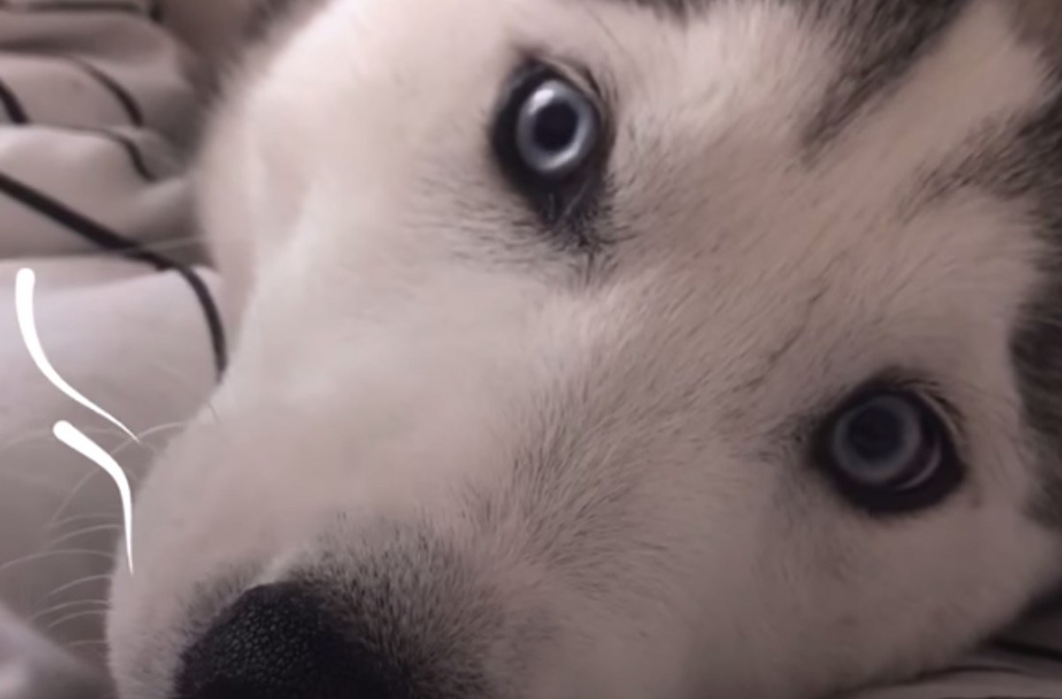 VIDEO Tvrdoglavi haski ne želi otići iz kreveta svoje vlasnice - Index.hr